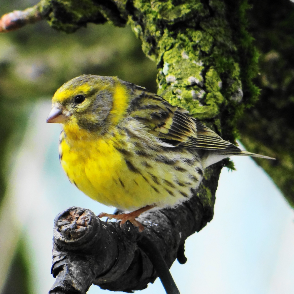 Serin cini / Projet Oiseaux parc - Ville d'Auxerre